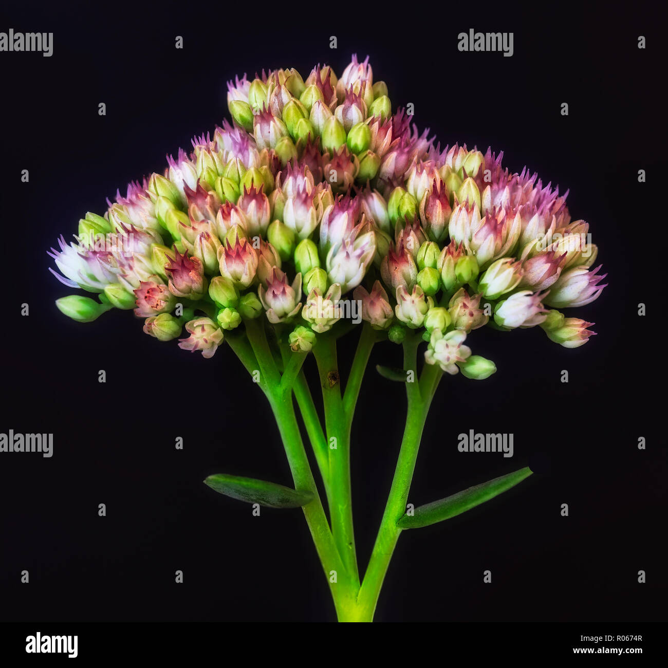 Fine art still life floral color macro of a single isolated stonecrop ...