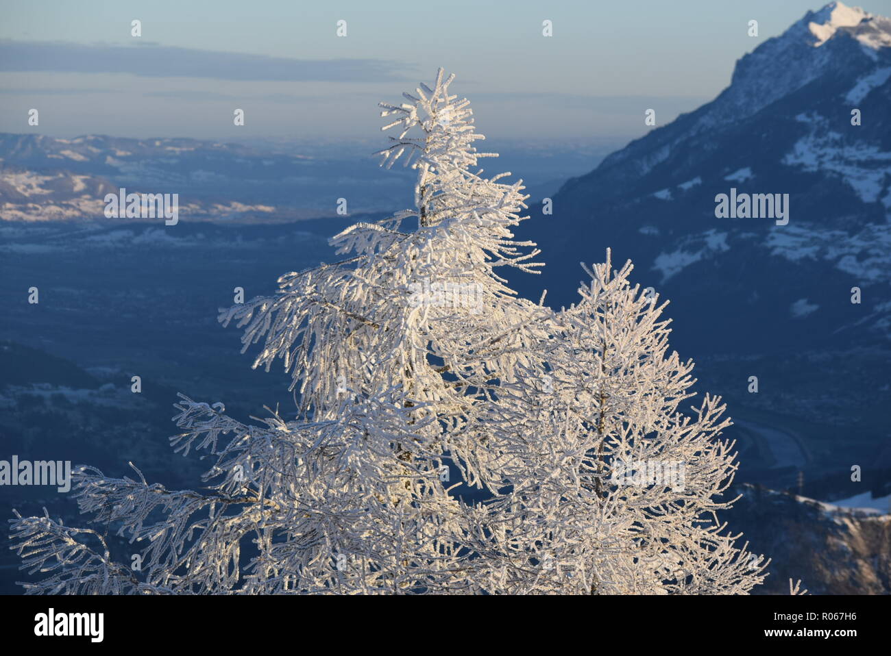 Frosted Alpine Tree Stock Photo - Alamy