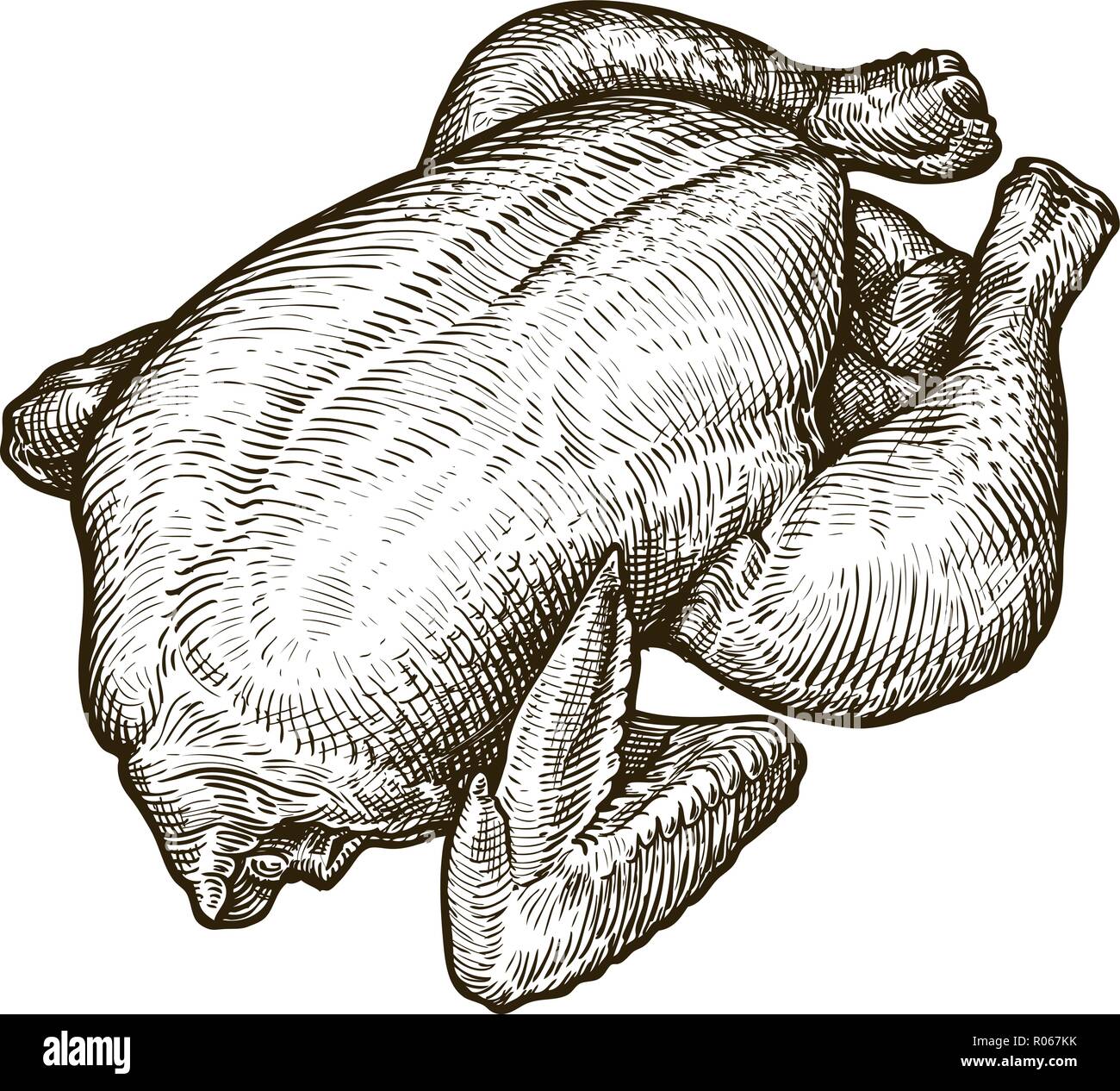 Chicken meat, broiler sketch. Food concept. Vintage vector illustration ...