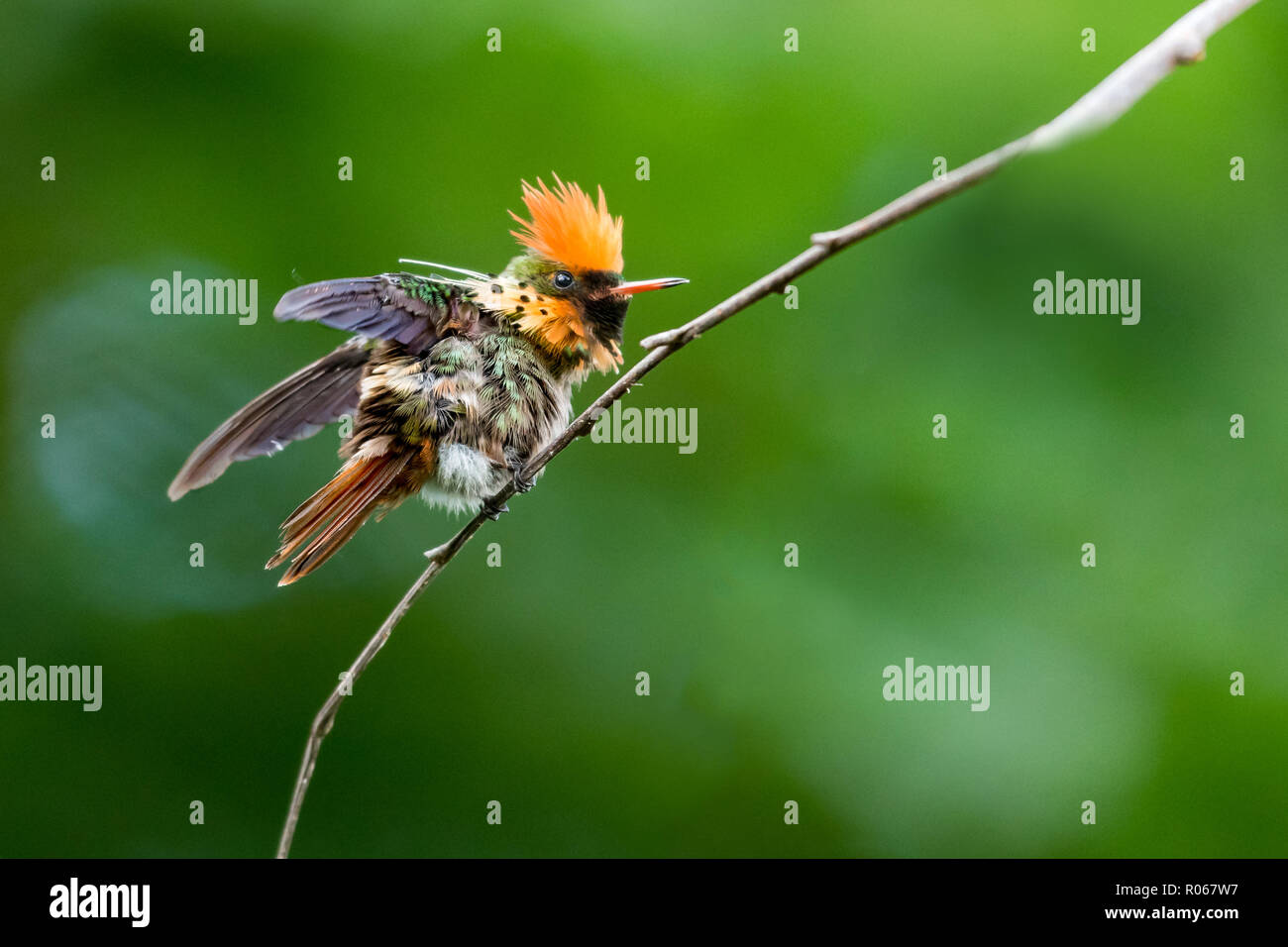Bird Fluffing Feathers High Resolution Stock Photography and Images - Alamy