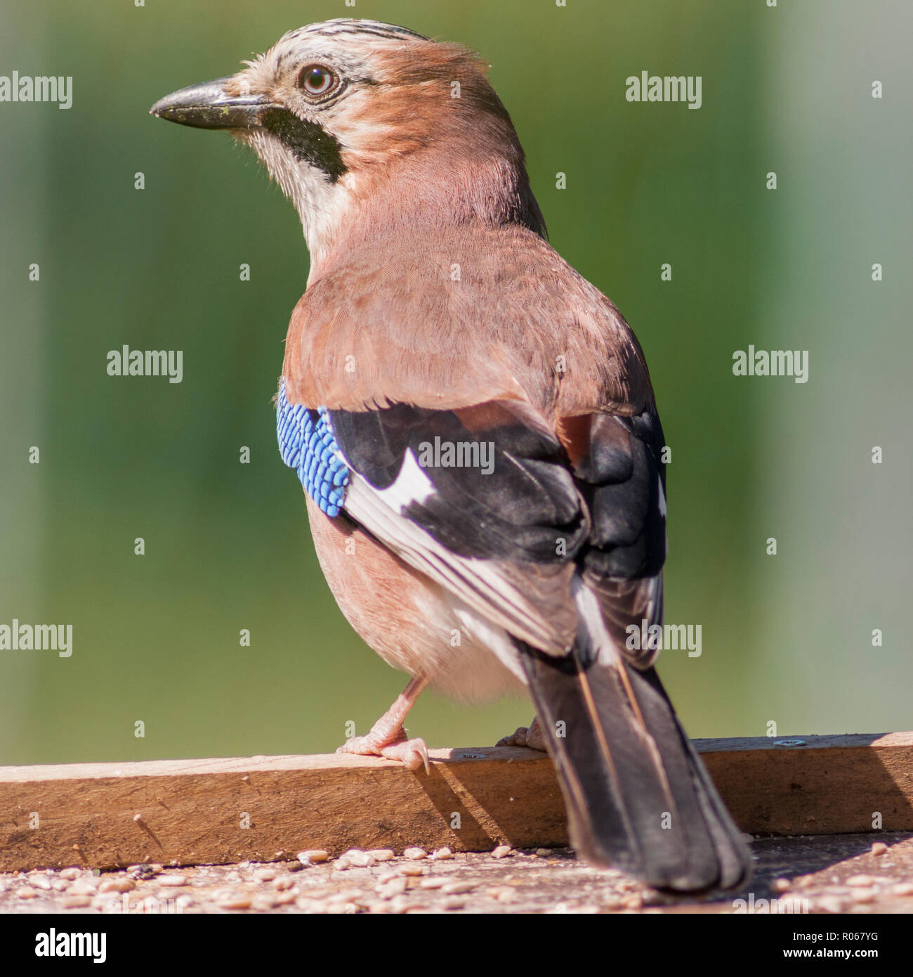 Jay bird uk hi-res stock photography and images - Alamy