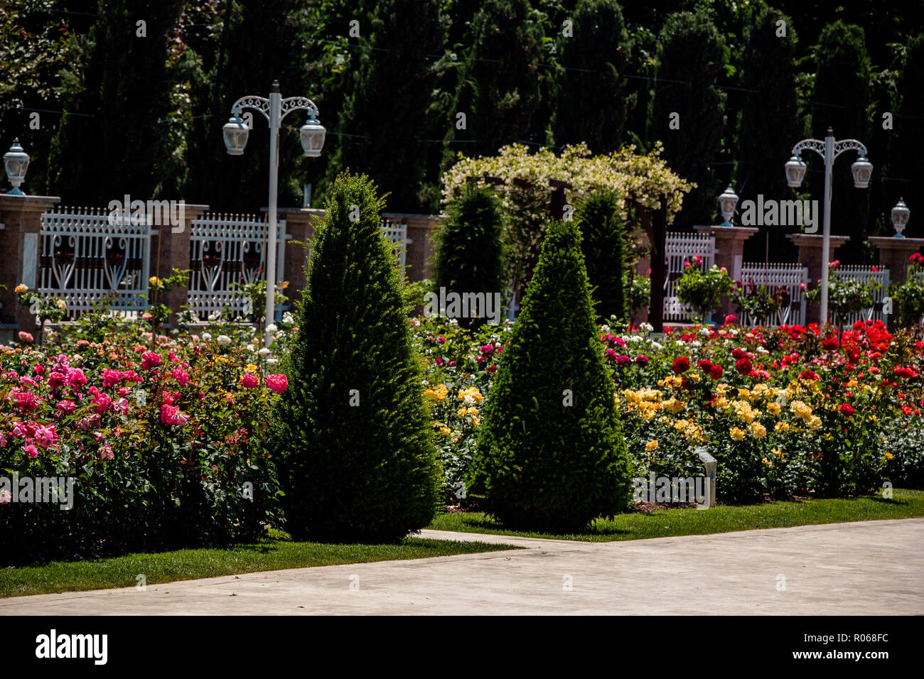 Blooming beautiful colorful rose in garden nature background Stock ...
