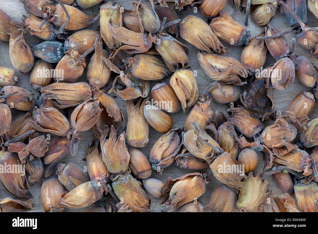 Cobnut tree hi-res stock photography and images - Alamy