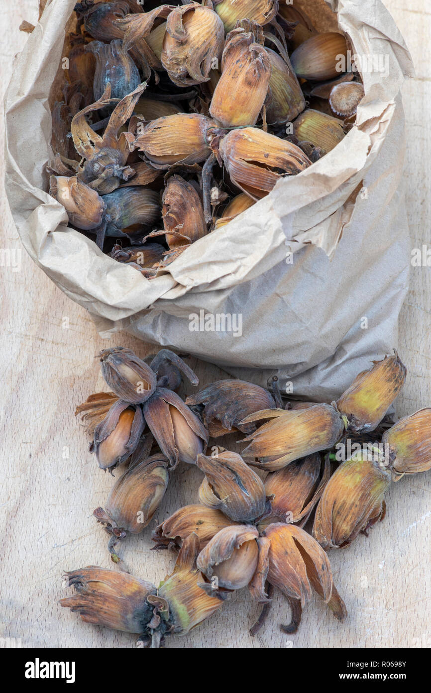 Cob nuts hi-res stock photography and images - Alamy