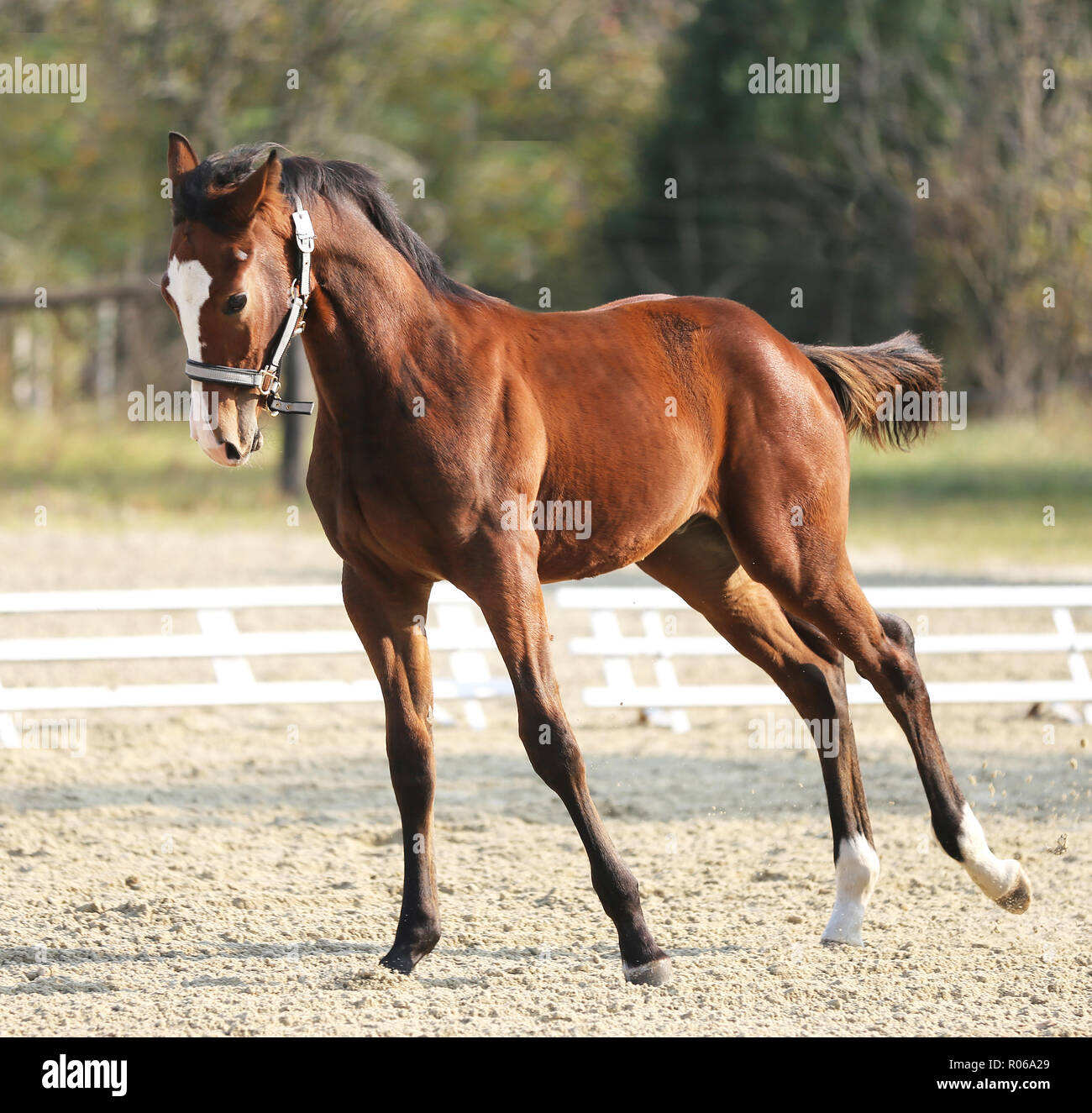 Cheerful young purebred foal posing and running on natural green ...