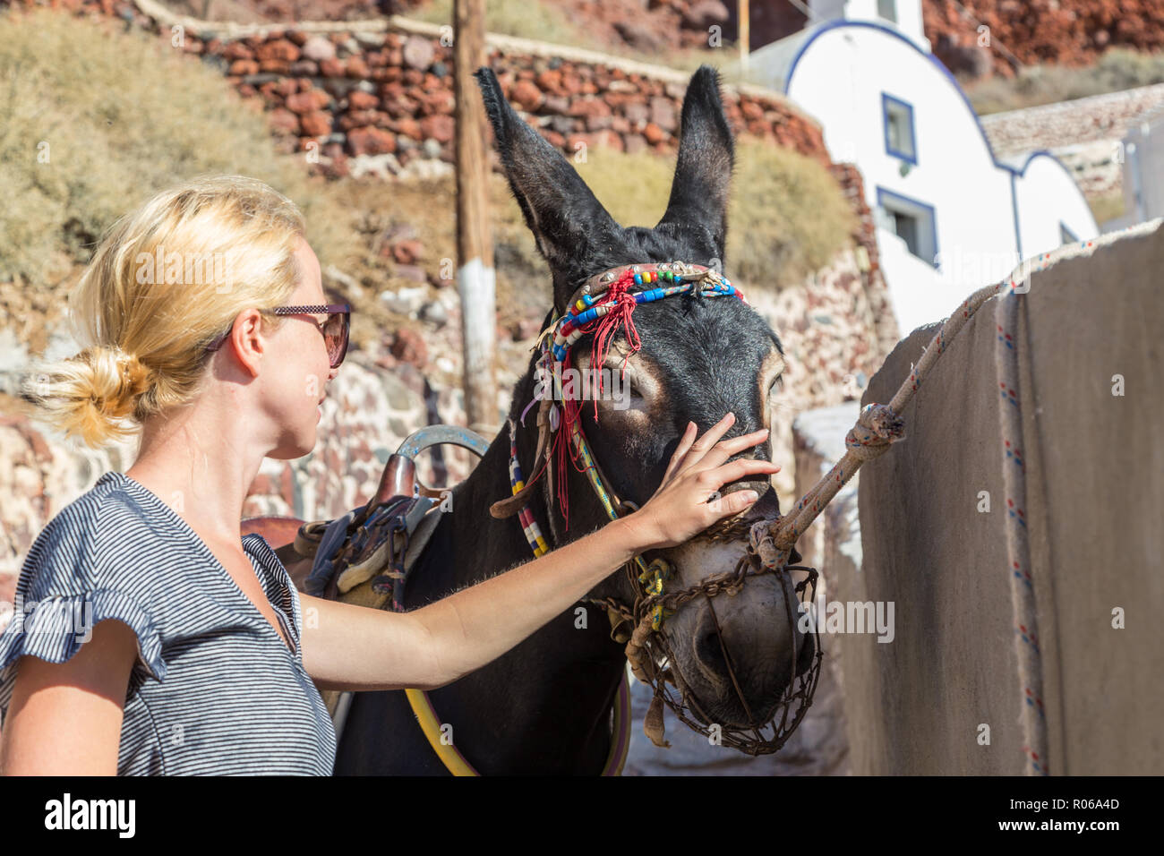 woman's hand caressing donkeys in a place in Spain Stock Photo - Alamy