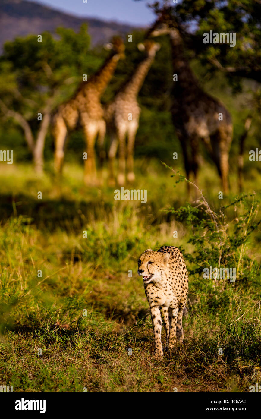 Cheetah and giraffe hi-res stock photography and images - Alamy