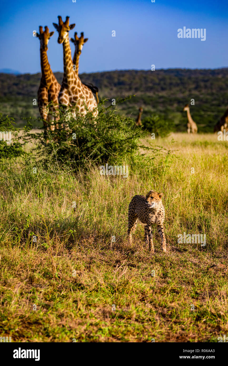 Cheetah and giraffe hi-res stock photography and images - Alamy