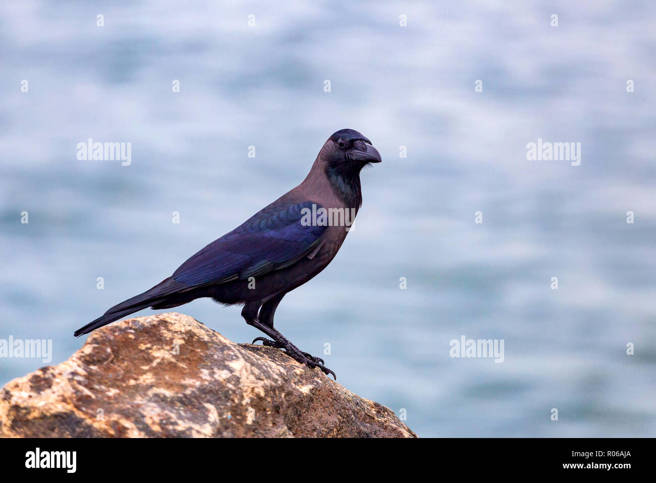 Ceylon colombo crow hi-res stock photography and images - Alamy