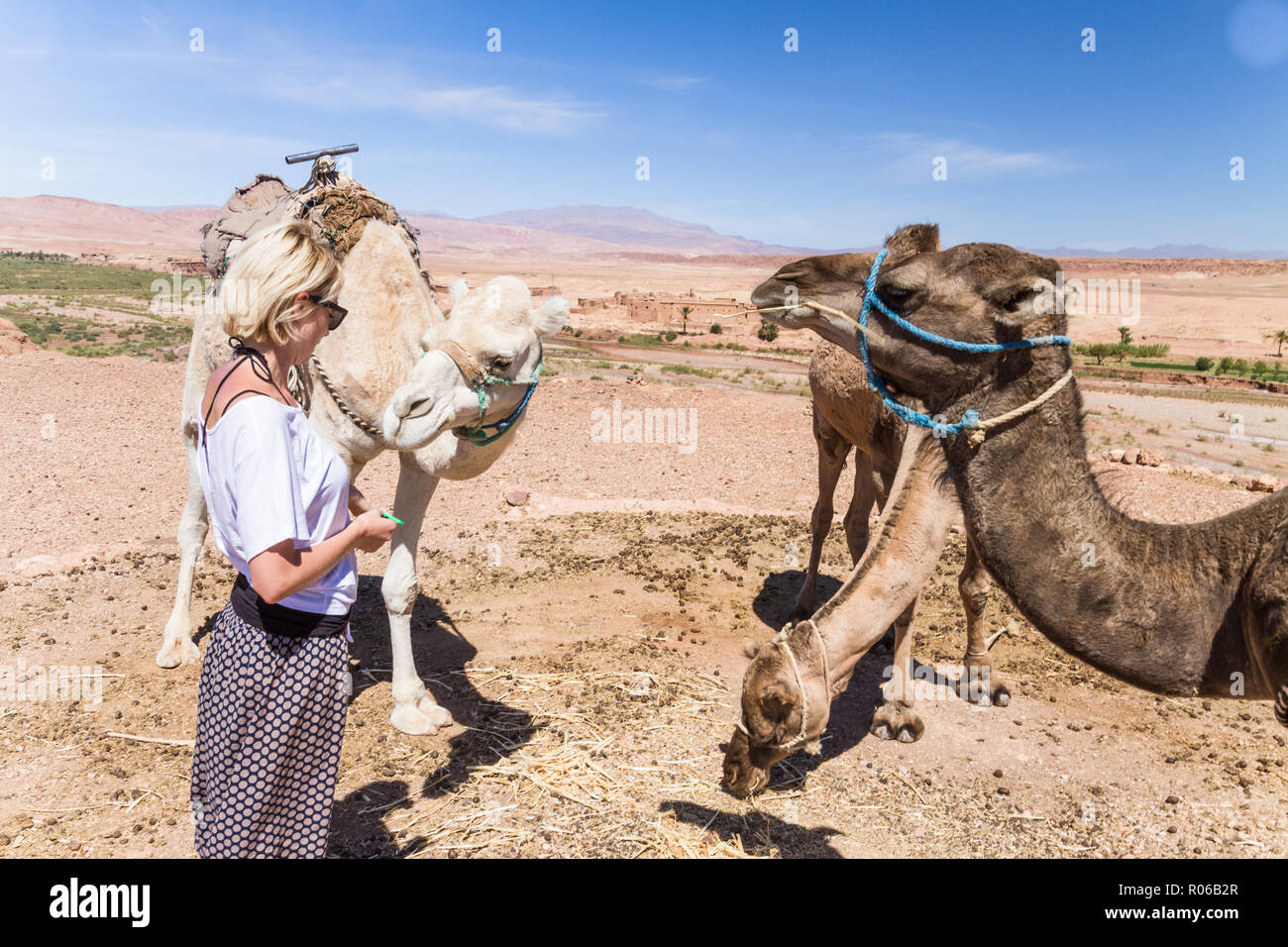 Camel tourist morocco female hi-res stock photography and images - Alamy