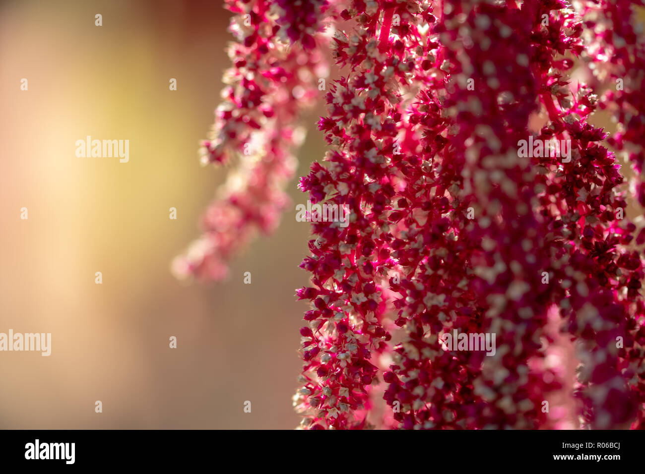 Amaranth plant hi-res stock photography and images - Alamy