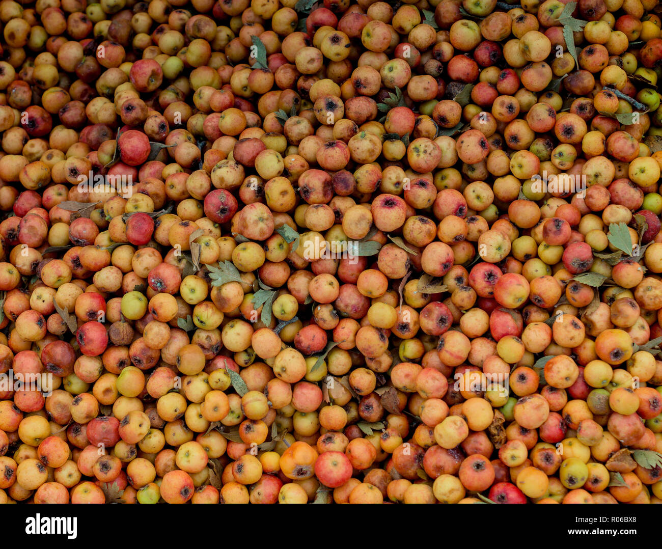 Azarole, mediterranean medlar picked up and sold in market Stock Photo ...