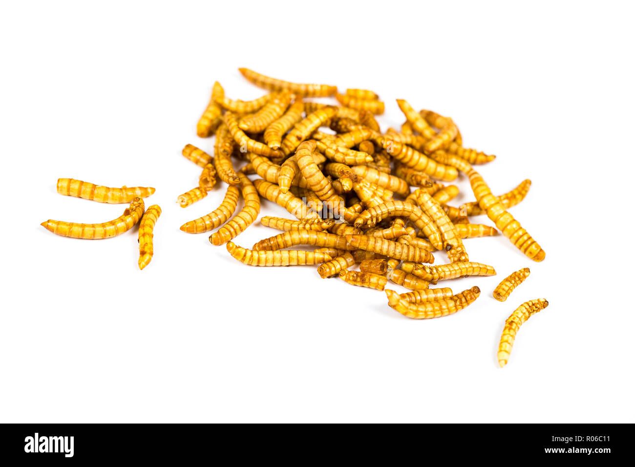 Close-up edible fried worms molitors insects meal suitable as food ...
