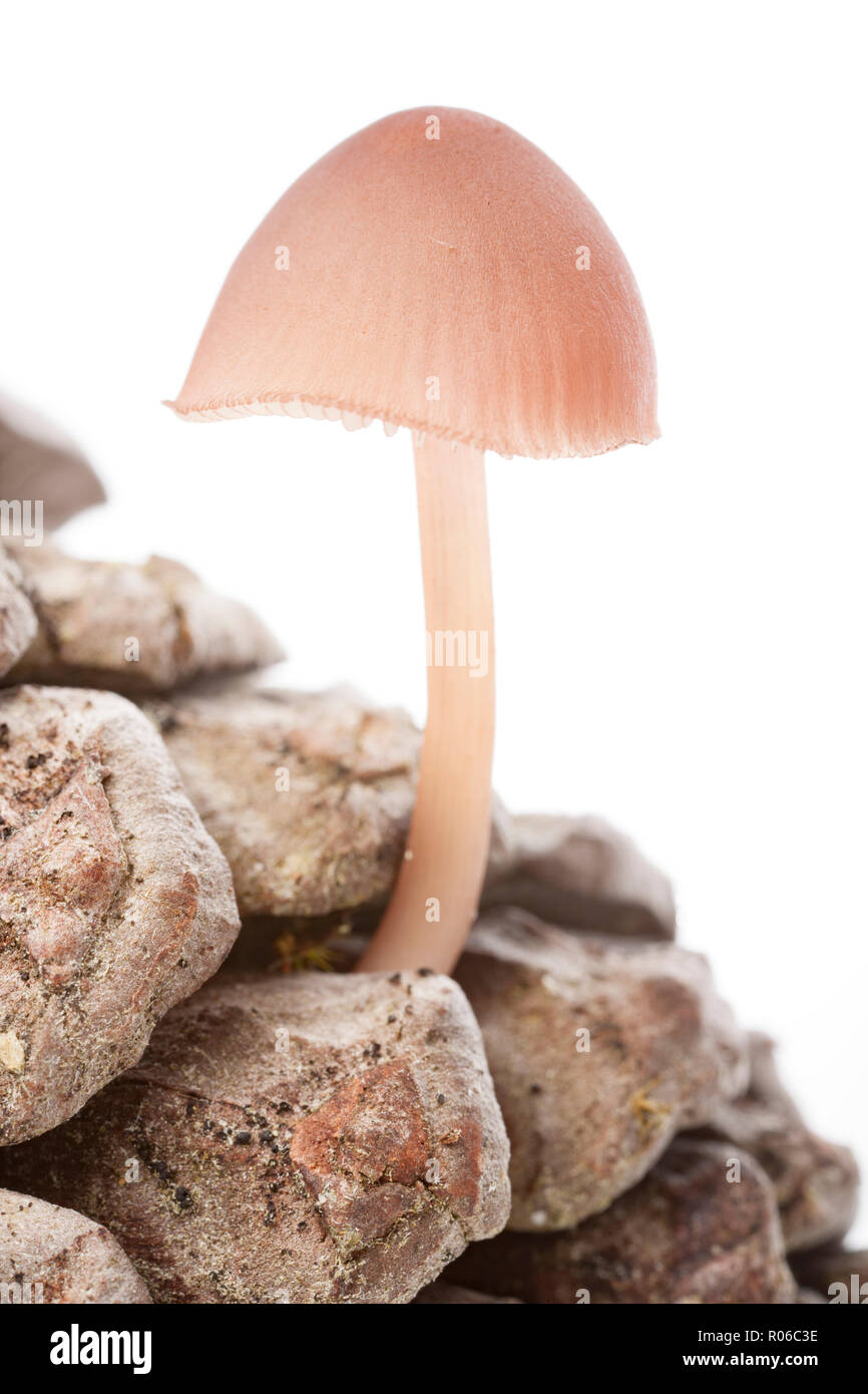 Fungi growing on a pine cone. Identification of the fungi is unknown ...