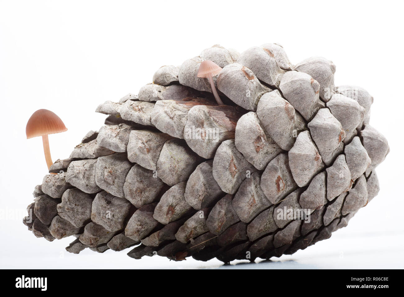 Fungi growing on a pine cone. Identification of the fungi is unknown ...