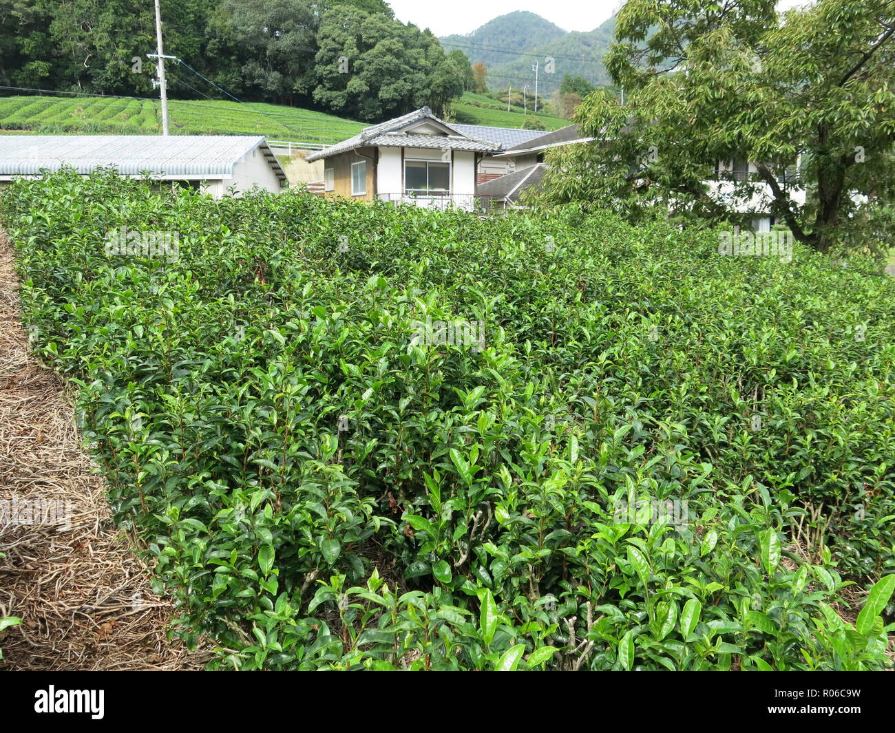 A view of the terraced tea fields that produce the crop for the Obubu ...