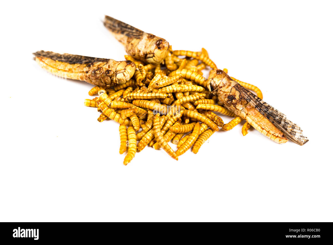 Chinese eating worms hi-res stock photography and images - Alamy