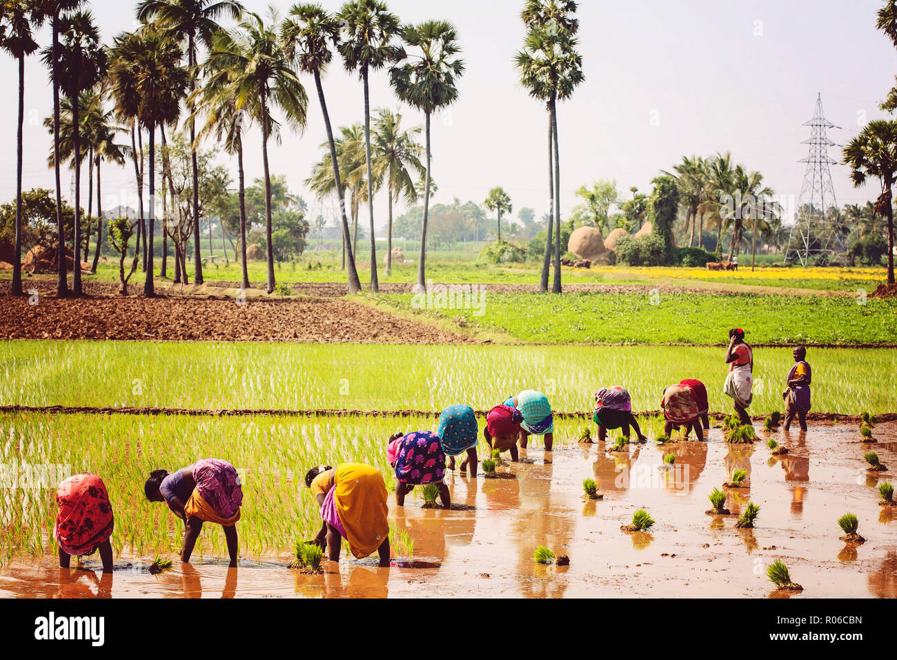 Indian women working in paddy hi-res stock photography and images - Alamy
