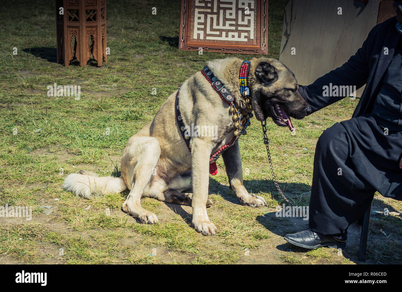 Turkish breed shepherd dog Kangal as livestock guarding dog Stock Photo ...