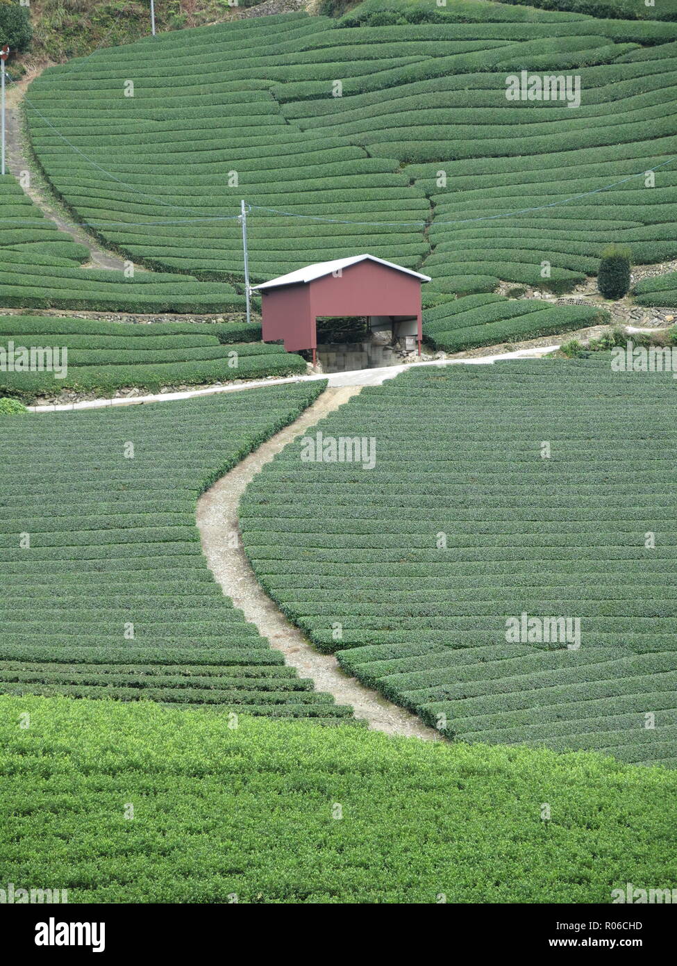A view of the terraced tea fields that produce the crop for the Obubu ...