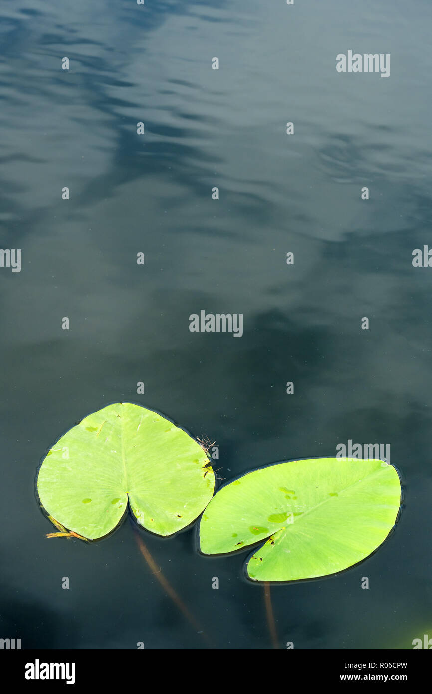 Green pods plant at the lake Stock Photo - Alamy