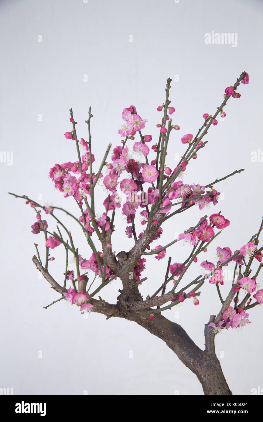 Single chinese plum tree hi-res stock photography and images - Alamy