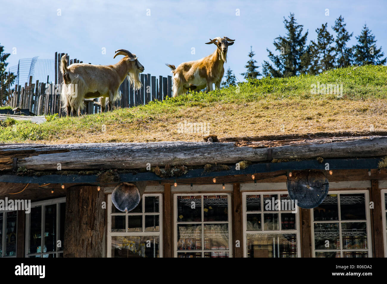 Goats at "Goats on the Roof" boutique retail complex, Coombs, Vancouver ...