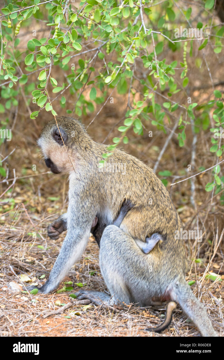 Savannah monkey hi-res stock photography and images - Alamy