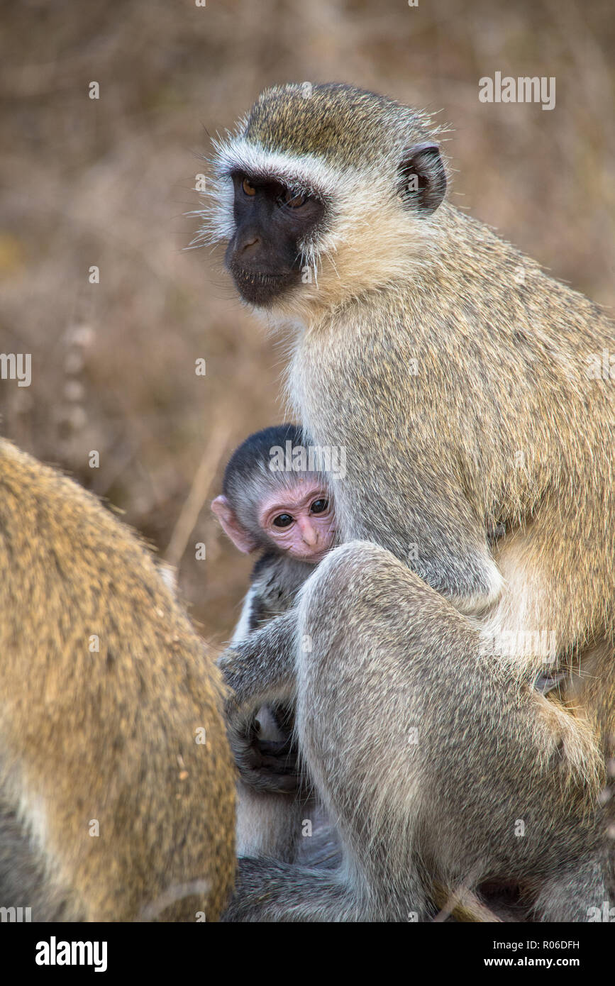 vervet monkey with baby in Tsavo national park in Kenya Stock Photo - Alamy