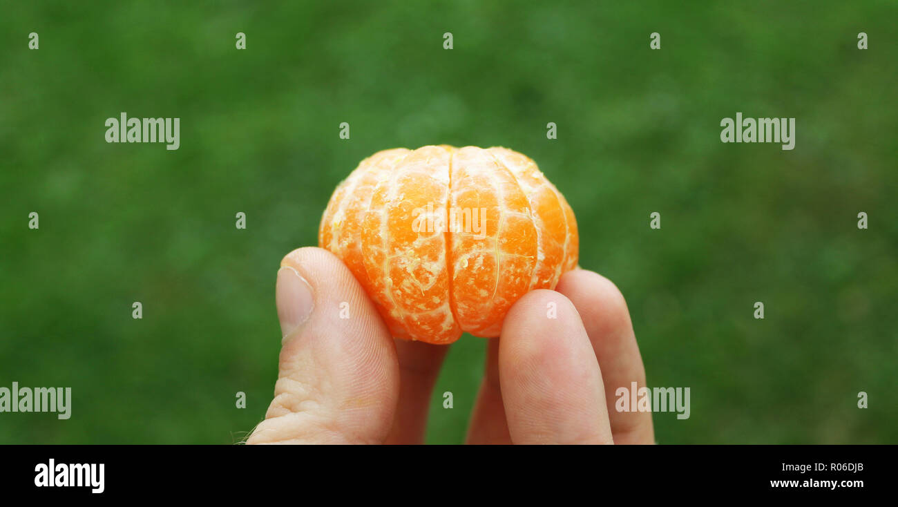 Person holding one peeled tangerine in hand. Tropical food mandarin on ...