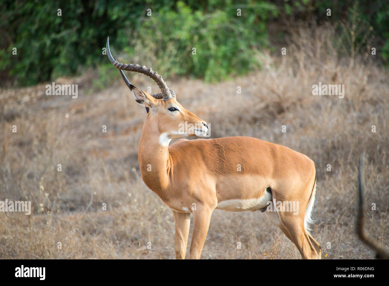 antelope in Tsavo East national park, Kenya Stock Photo - Alamy