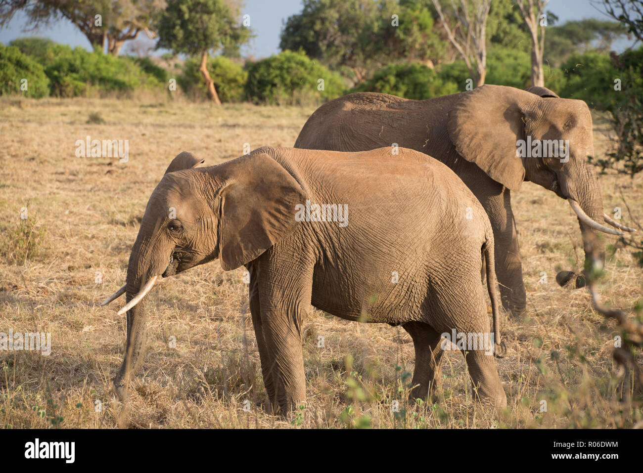 African elephants east africa hi-res stock photography and images - Alamy