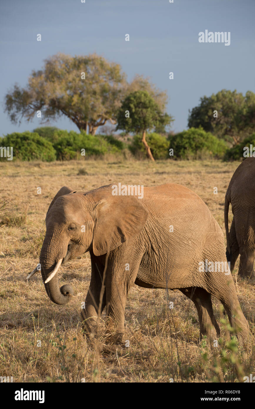 African bush animals hi-res stock photography and images - Alamy