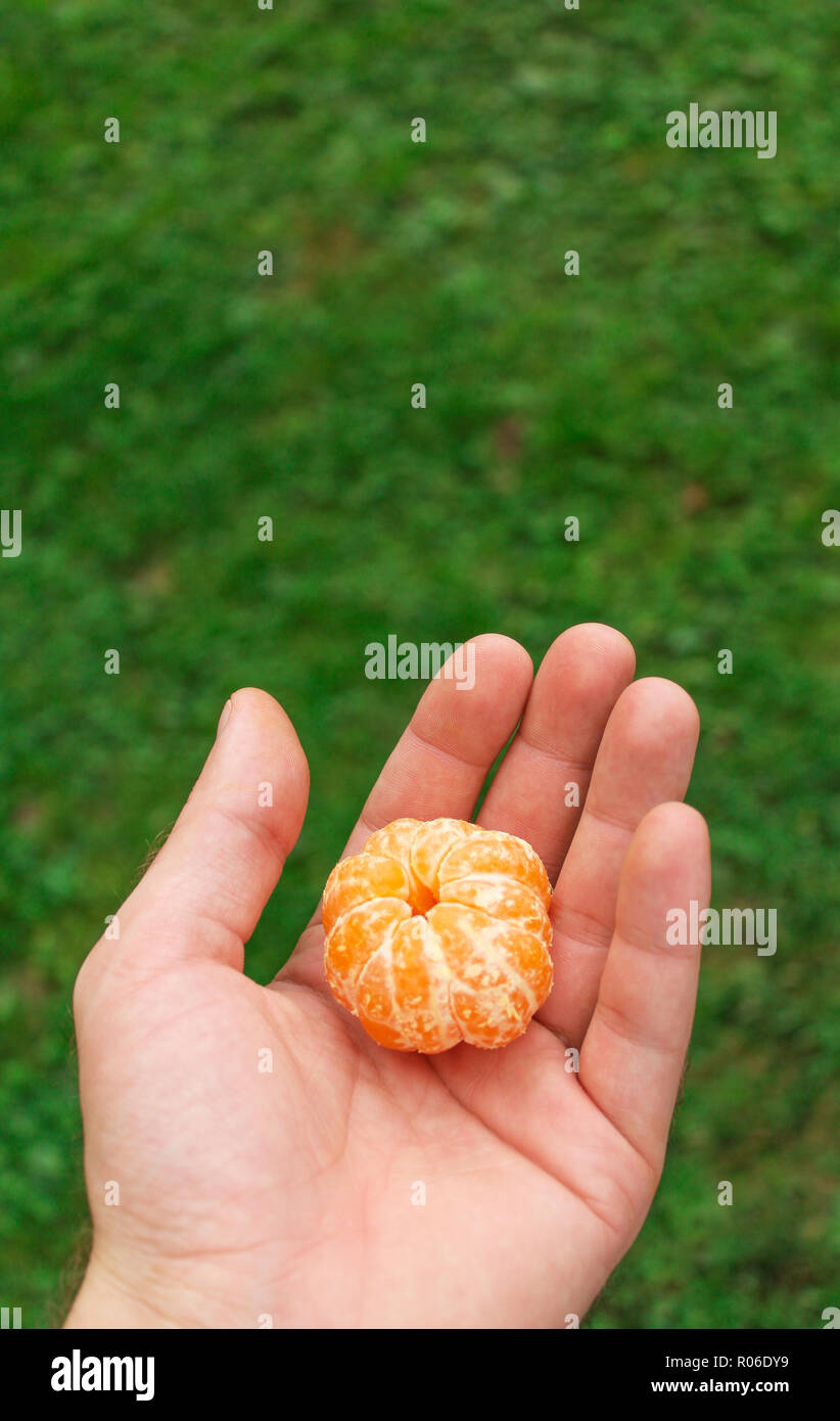 Person holding one peeled tangerine in hand. Tropical food mandarin on ...