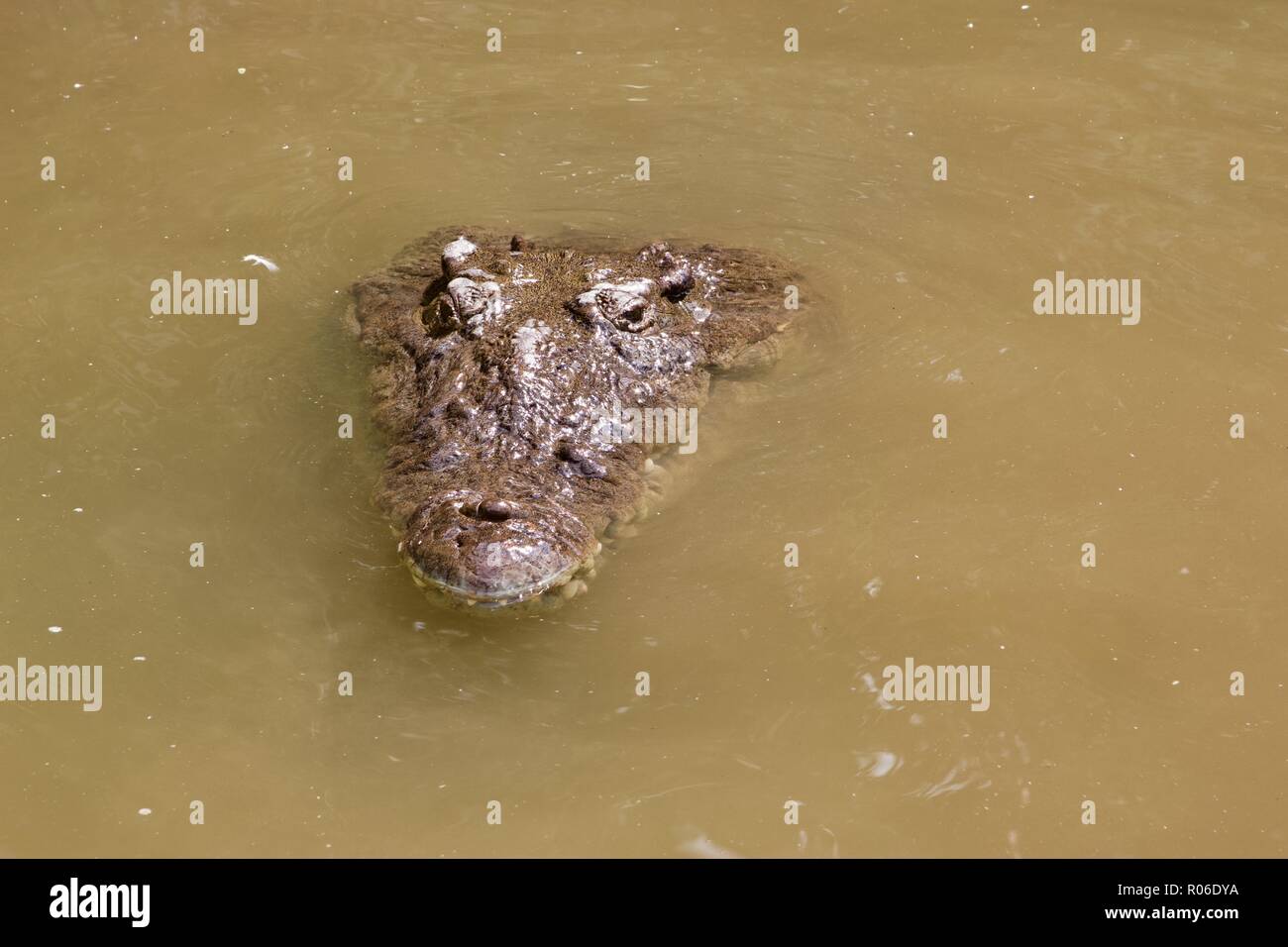 One wild crocodile (crocodylus acutus) in the Black River, Jamaica ...