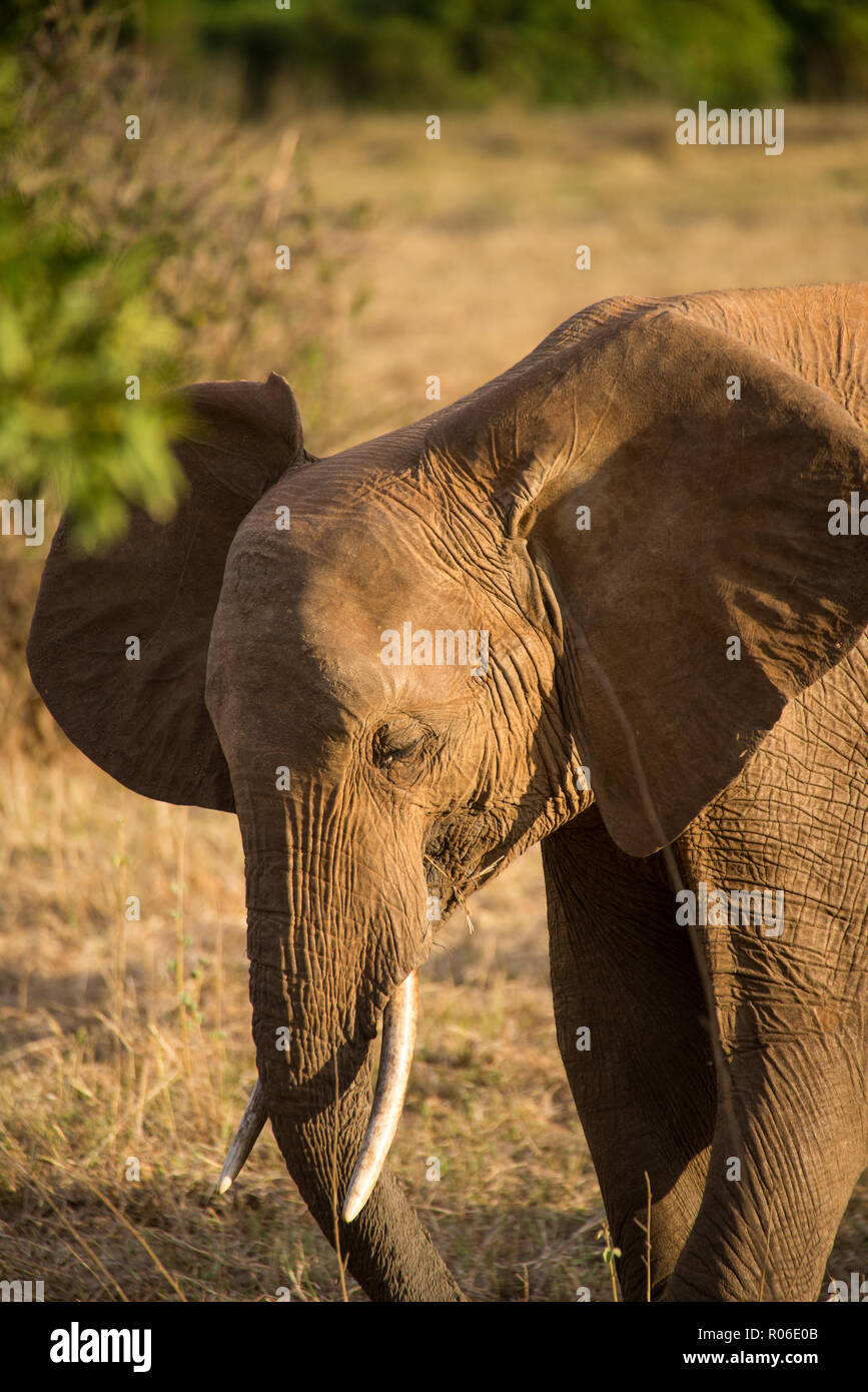 elephant in Tsavo National Park, Kenia Stock Photo - Alamy