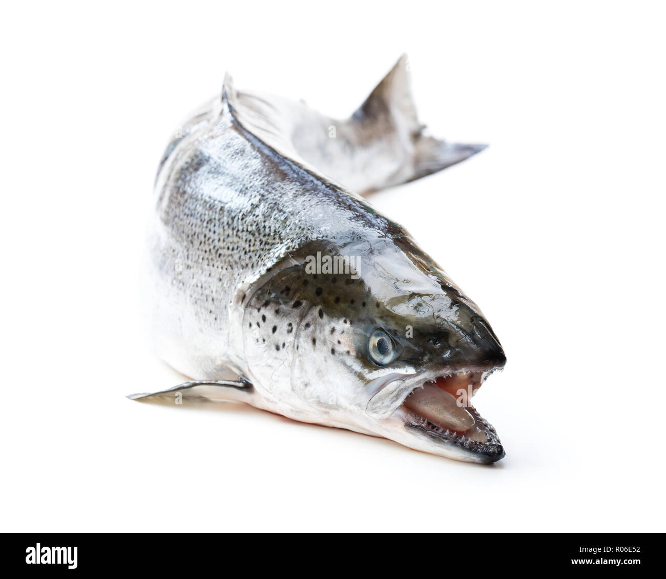 Whole salmon fish isolated on white background Stock Photo - Alamy