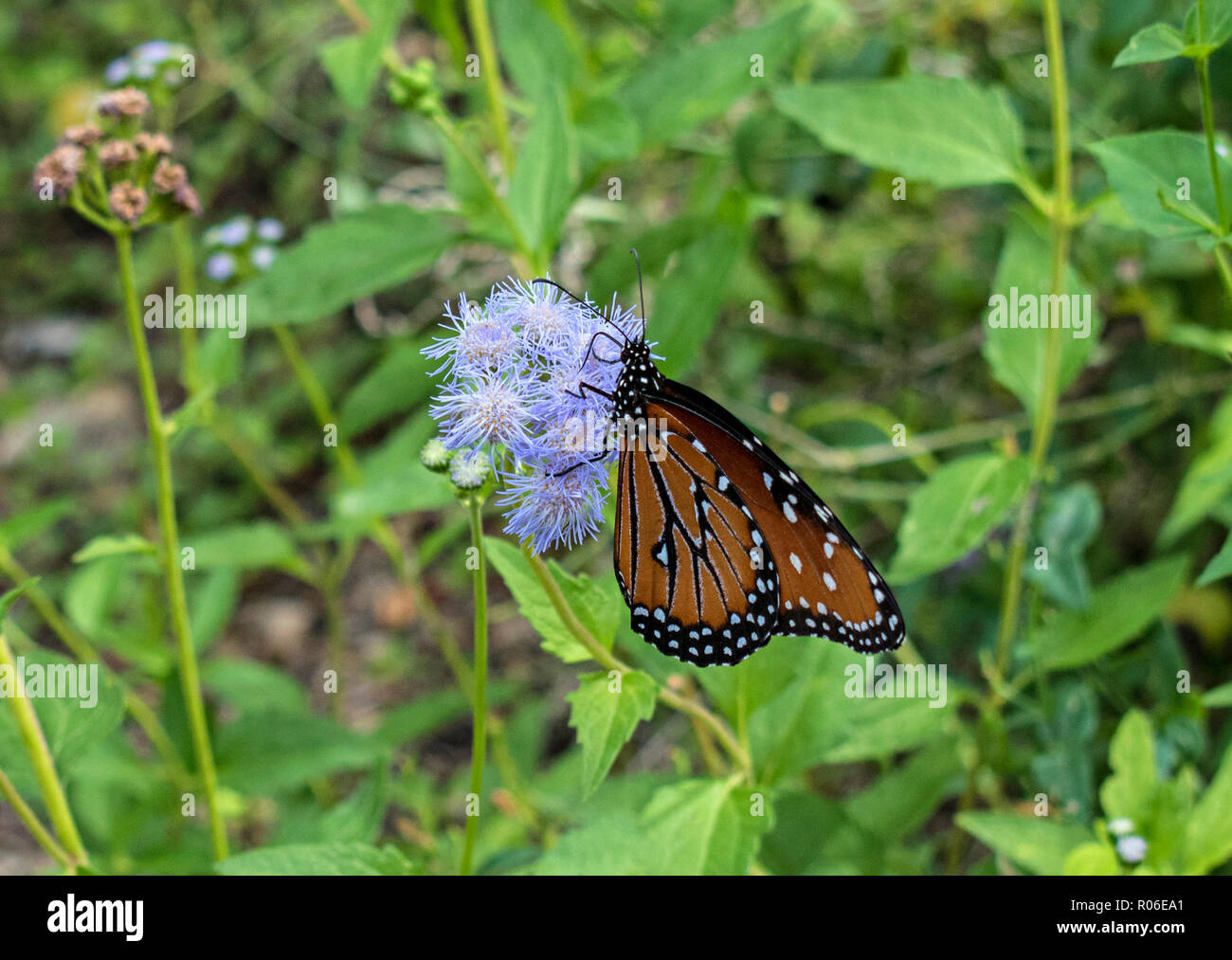 Queen butterfly arizona hi-res stock photography and images - Alamy