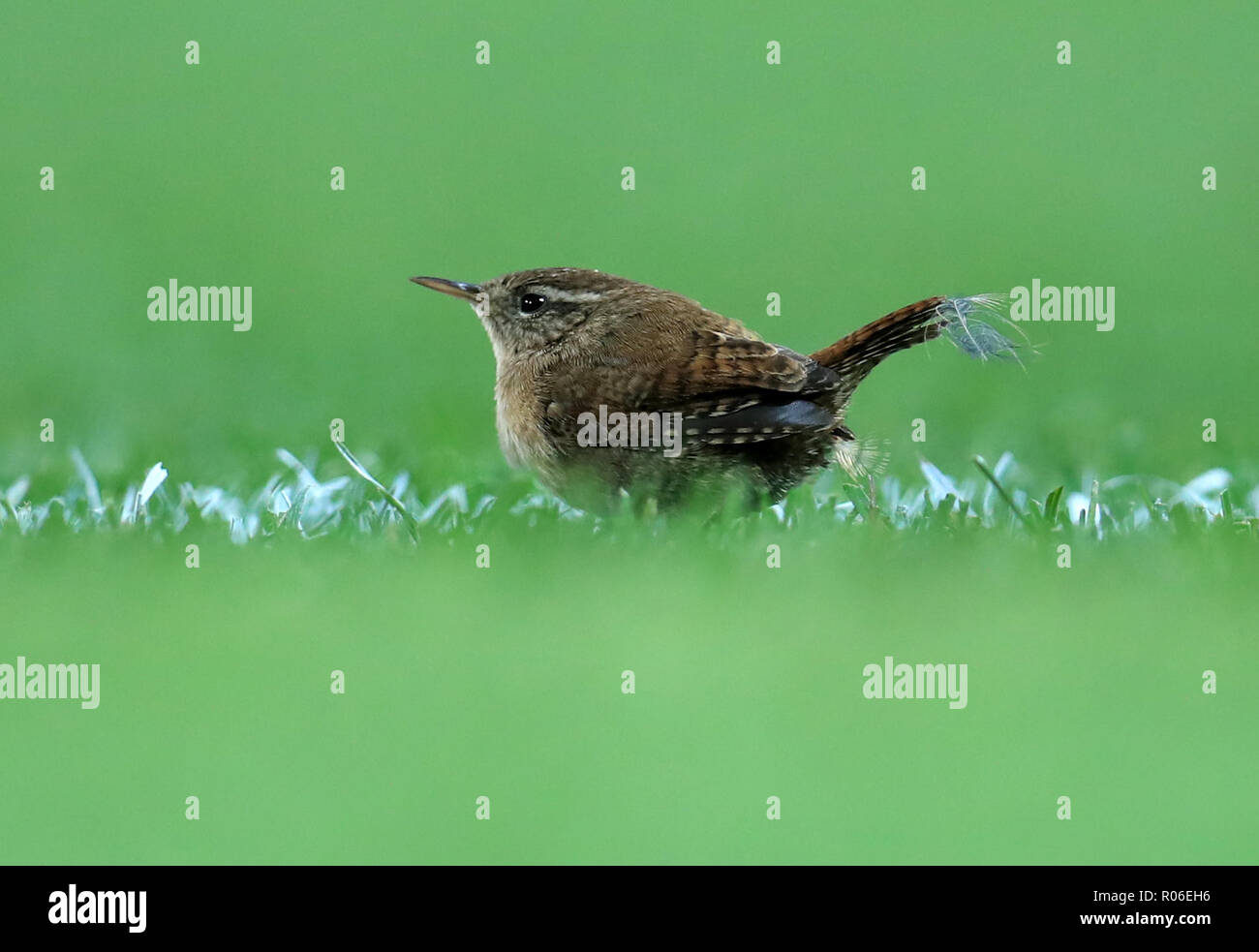 A bird on the pitch during the Carabao Cup, Fourth Round match at the ...
