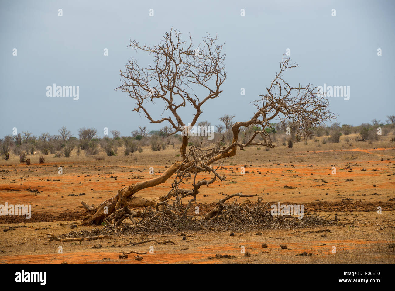 African savannah landscape tree hi-res stock photography and images - Alamy