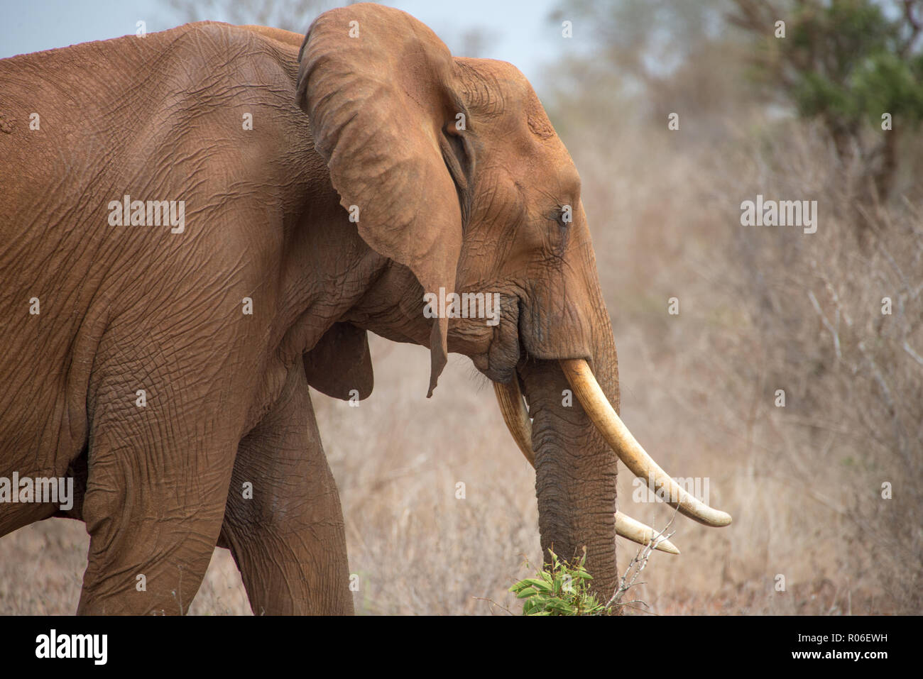 elephant in Tsavo East national park in Kenya, Africa Stock Photo - Alamy