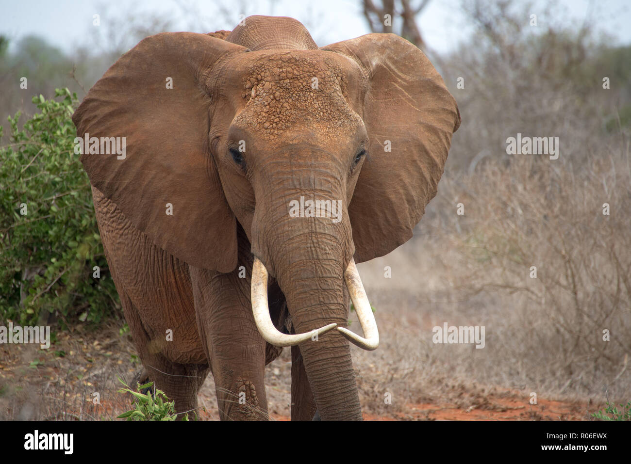 angry elephant in Tsavo National Park, Kenia Stock Photo - Alamy