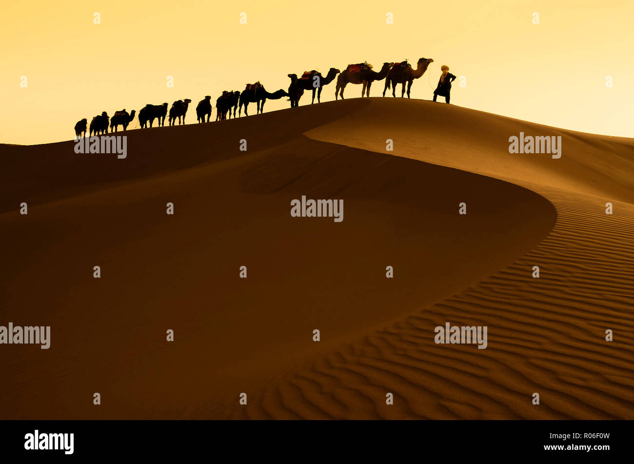 Camel train silhouette sunset desert hi-res stock photography and ...
