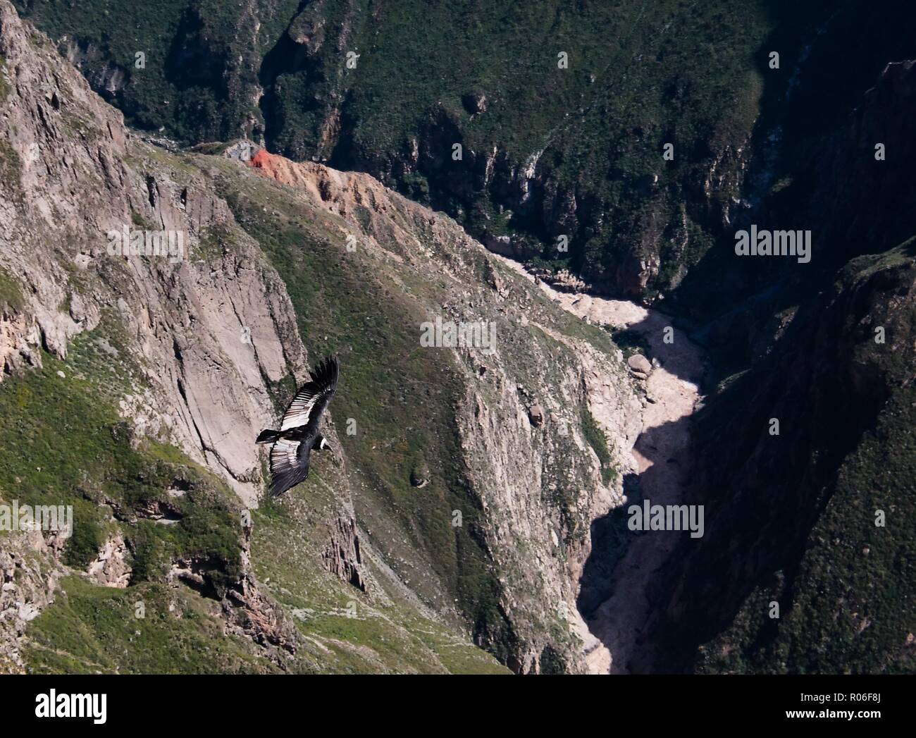 Condors above the Colca canyon at Condor Cross or Cruz Del Condor ...