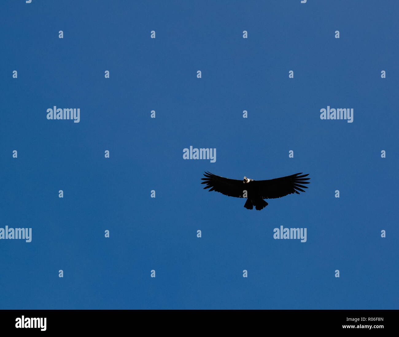 Condors above the Colca canyon at Condor Cross or Cruz Del Condor ...