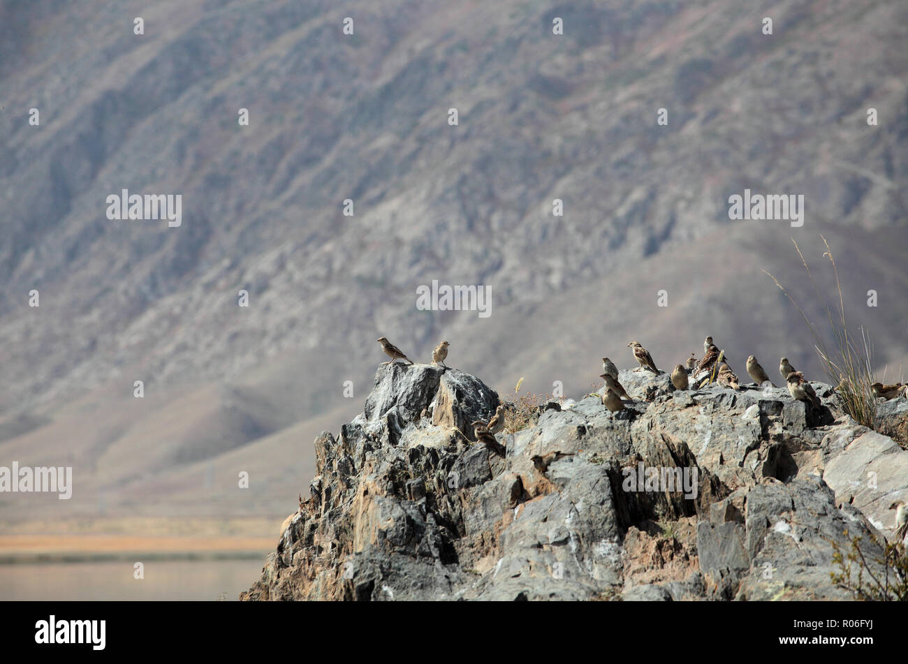 Altay fuyun hi-res stock photography and images - Alamy