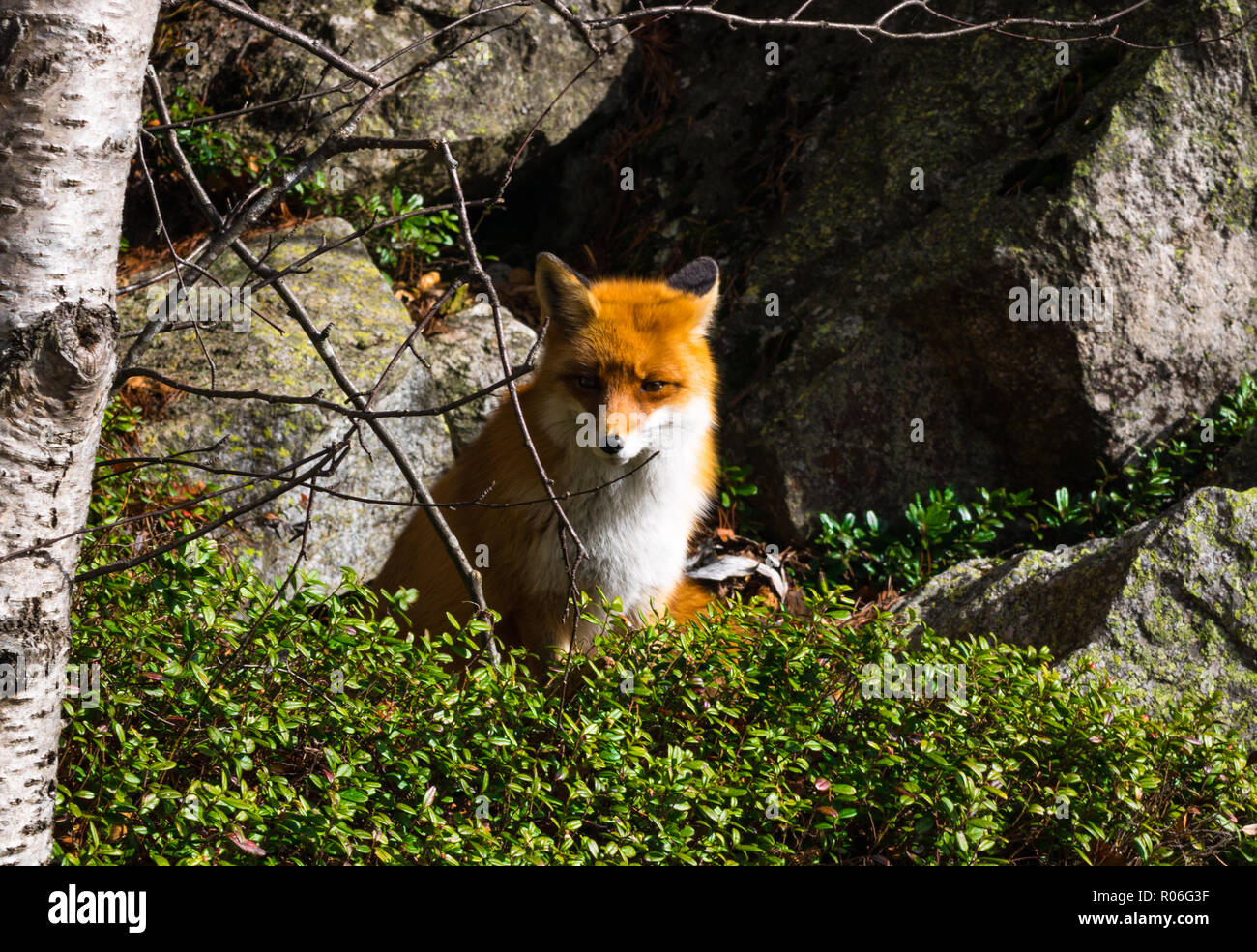 Sunbathing fox hi-res stock photography and images - Alamy