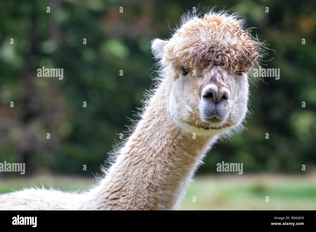 A very curious white alpaca in a farm field Stock Photo - Alamy