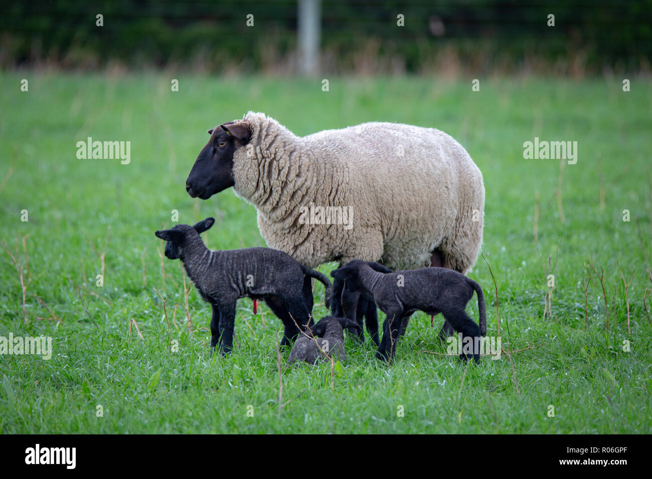 Newborn lambs hi-res stock photography and images - Alamy
