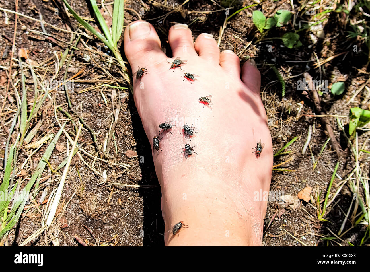 Swarm Of Flies Stock Photos & Swarm Of Flies Stock Images - Alamy